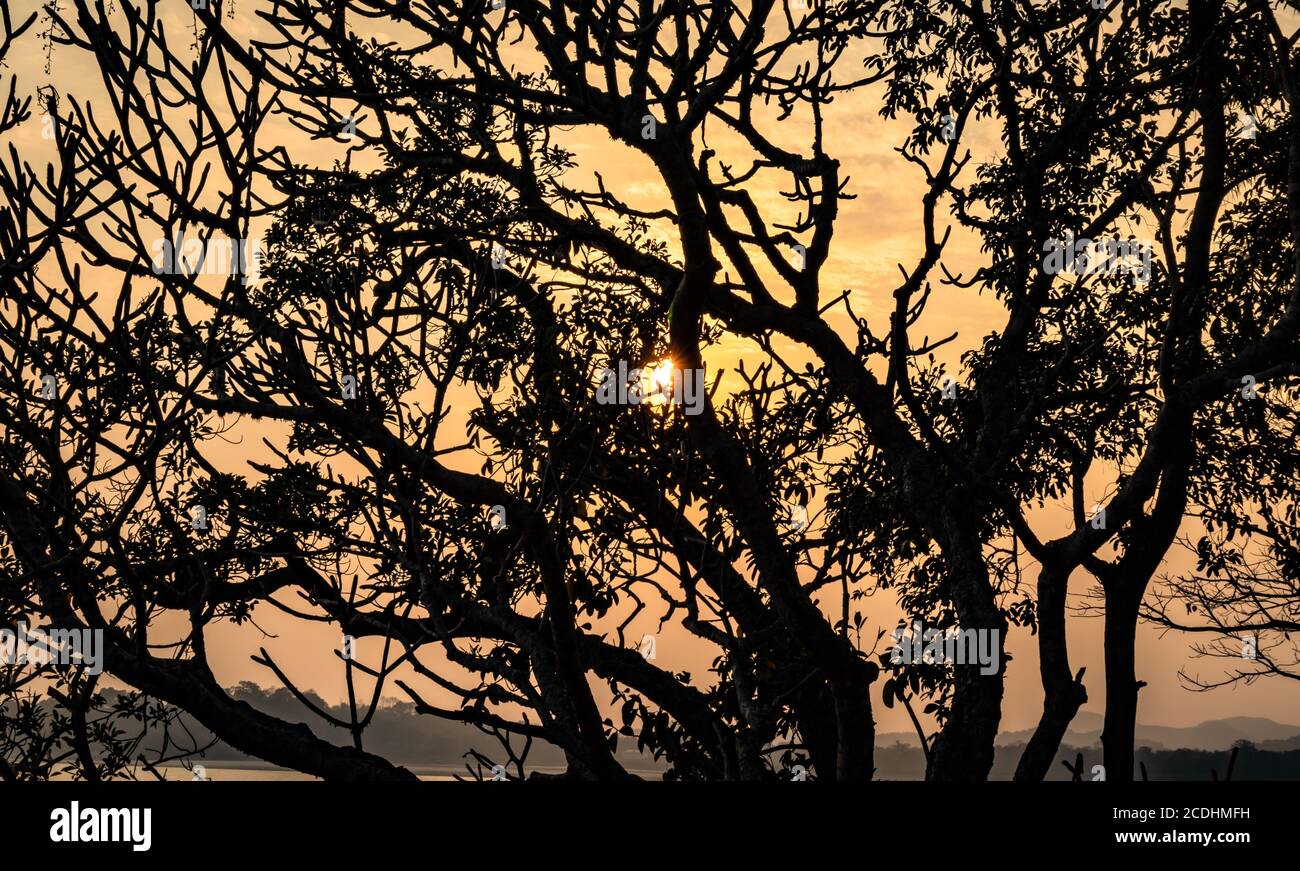 sunset orange sky with tree shadow at dusk image is taken at peacock ...