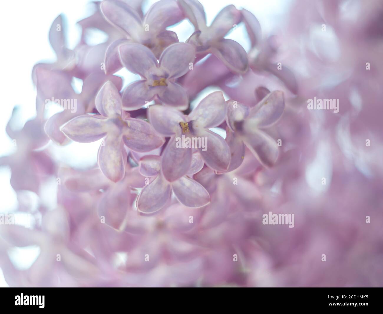 Macro beautiful lilac flowers. Macro flowers on a vintage Helios lens ...