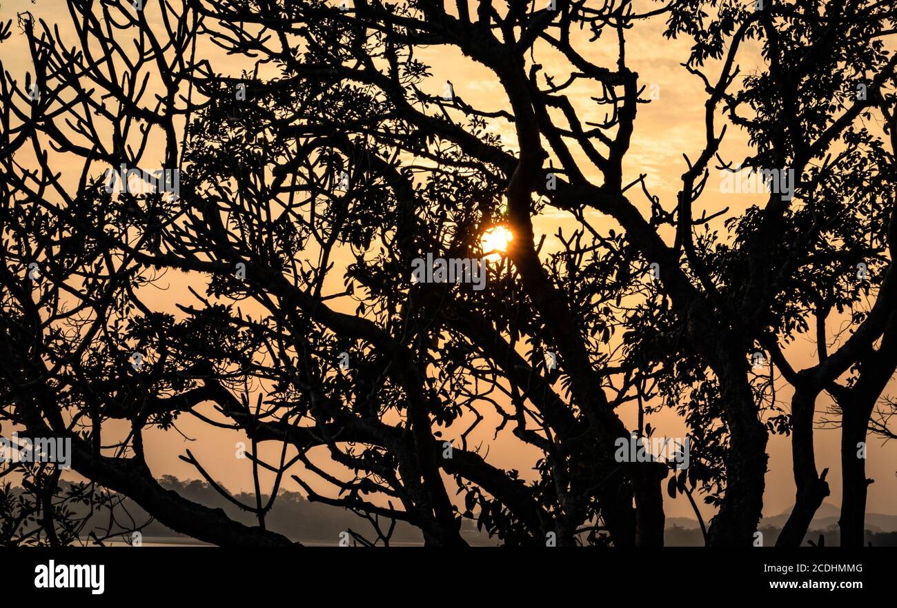 sunset orange sky with tree shadow at dusk image is taken at peacock ...