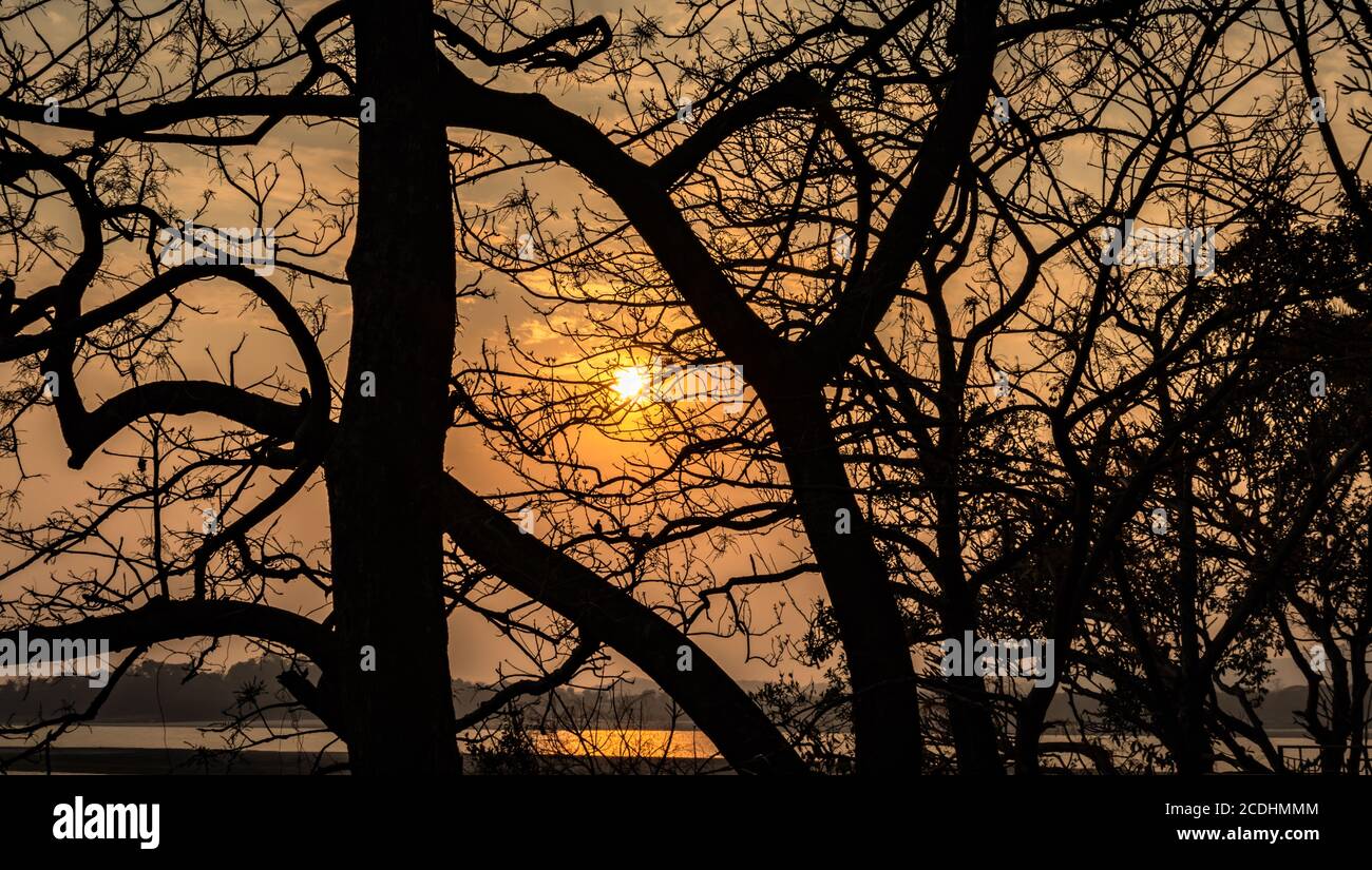 sunset orange sky with tree shadow at dusk image is taken at peacock ...