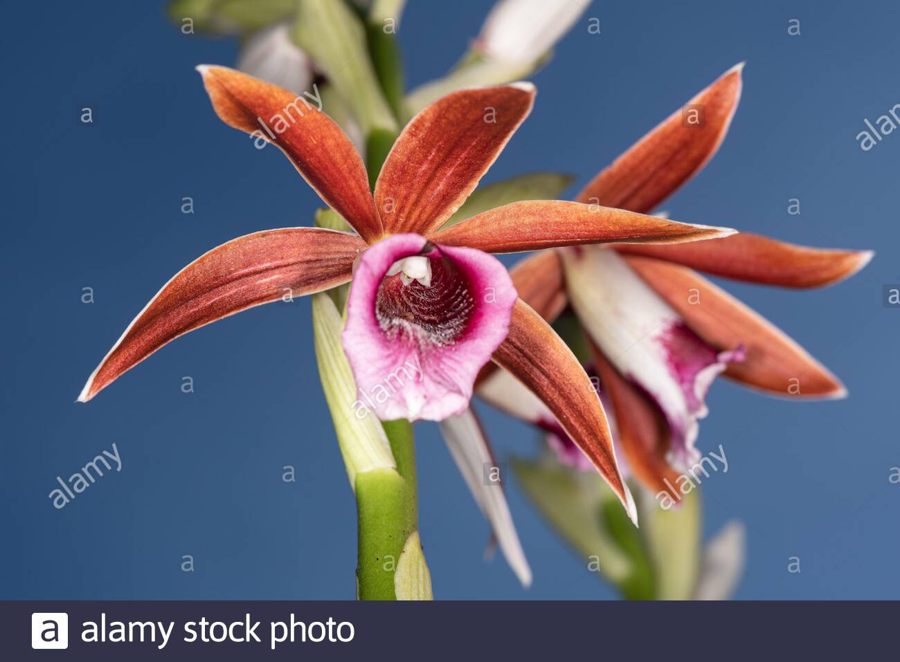 Lady Tankervilles Swamp Orchid High Resolution Stock Photography and ...