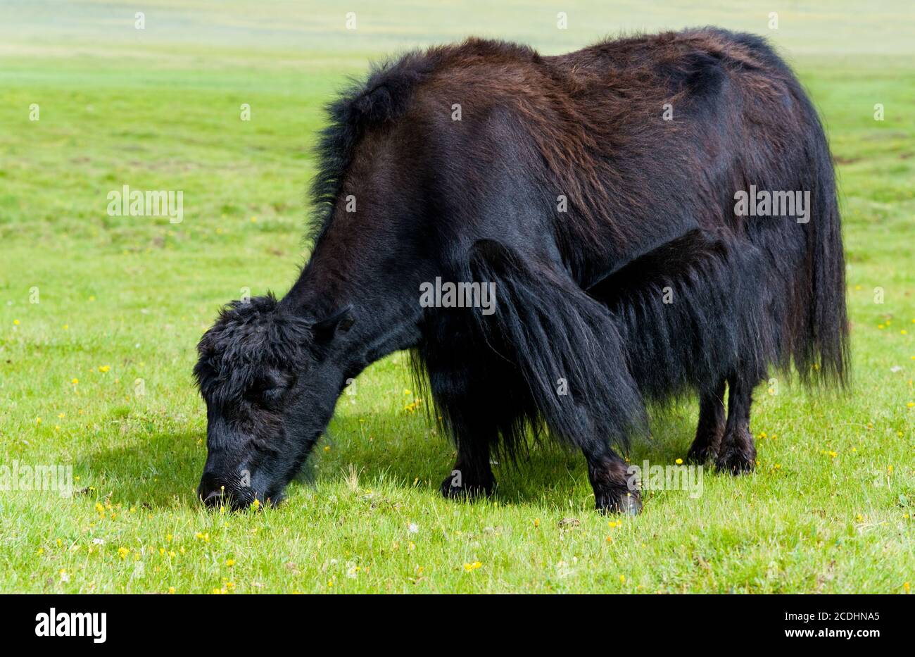 Yak farming hi-res stock photography and images - Alamy