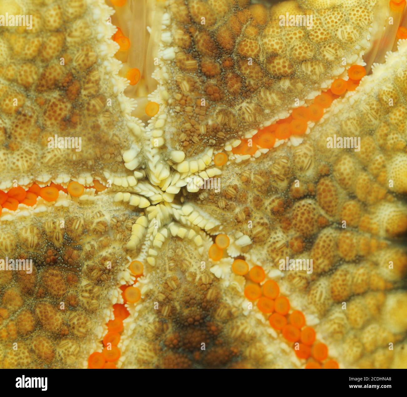 Starfish macro blur hi-res stock photography and images - Alamy