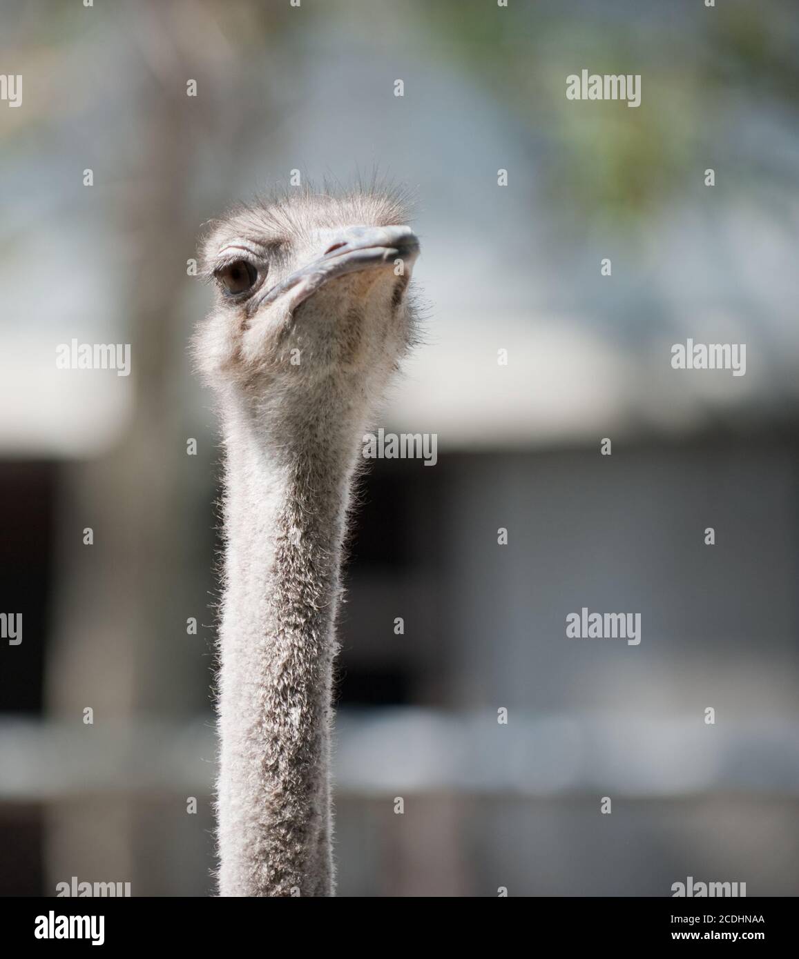 Ostrich pose hi-res stock photography and images - Alamy
