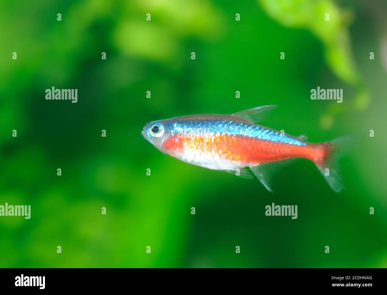 Bright multi colored tropical fish hi-res stock photography and images ...