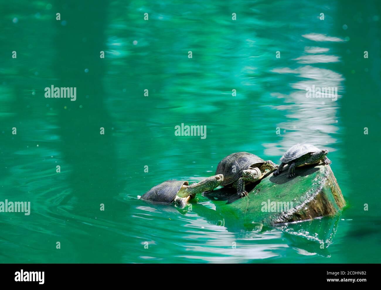 Three turtles on stone hi-res stock photography and images - Alamy