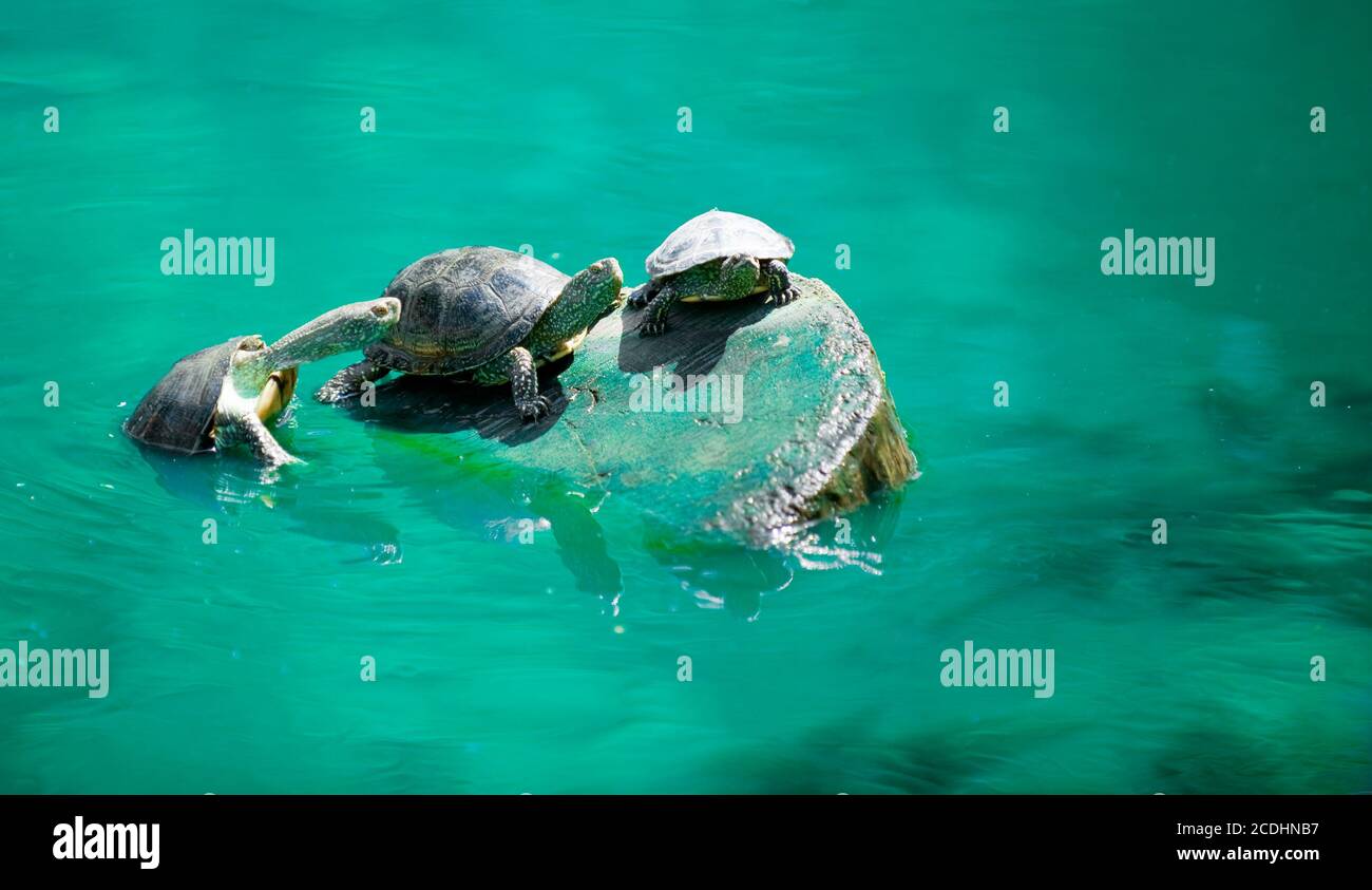 Turtle walking on stone hi-res stock photography and images - Alamy