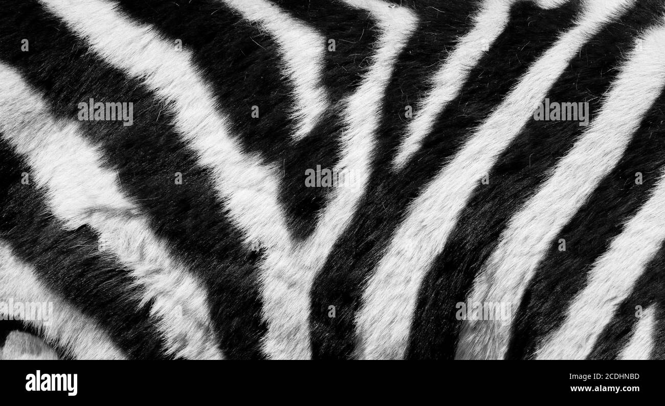 Zebra effect hi-res stock photography and images - Alamy