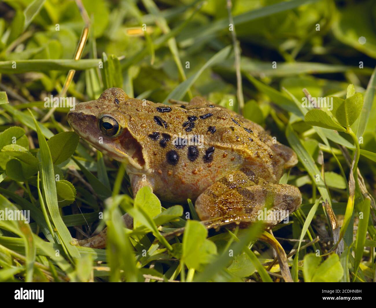 Large toad hi-res stock photography and images - Alamy
