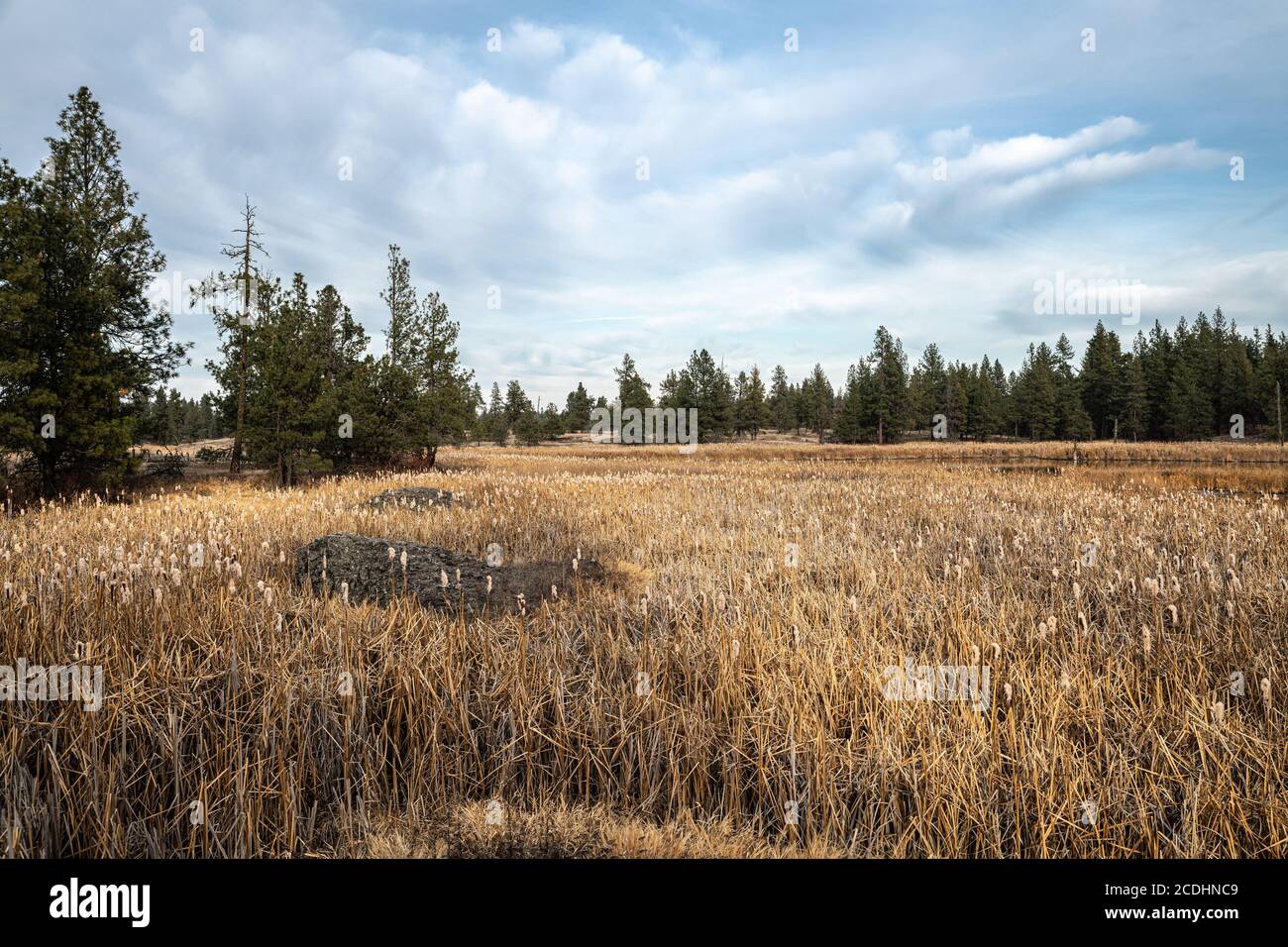 Reed and Marsh Landscape, Turnbull National Wildlife Refuge,WA Stock ...