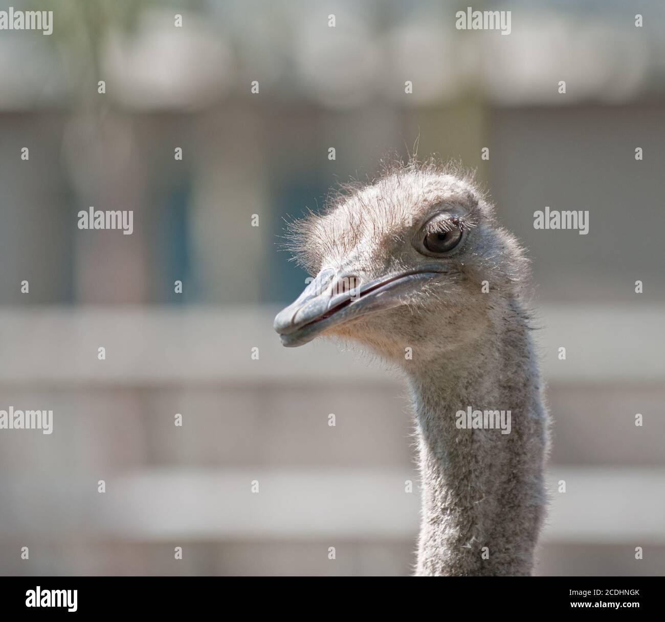 Ostrich pose hi-res stock photography and images - Alamy