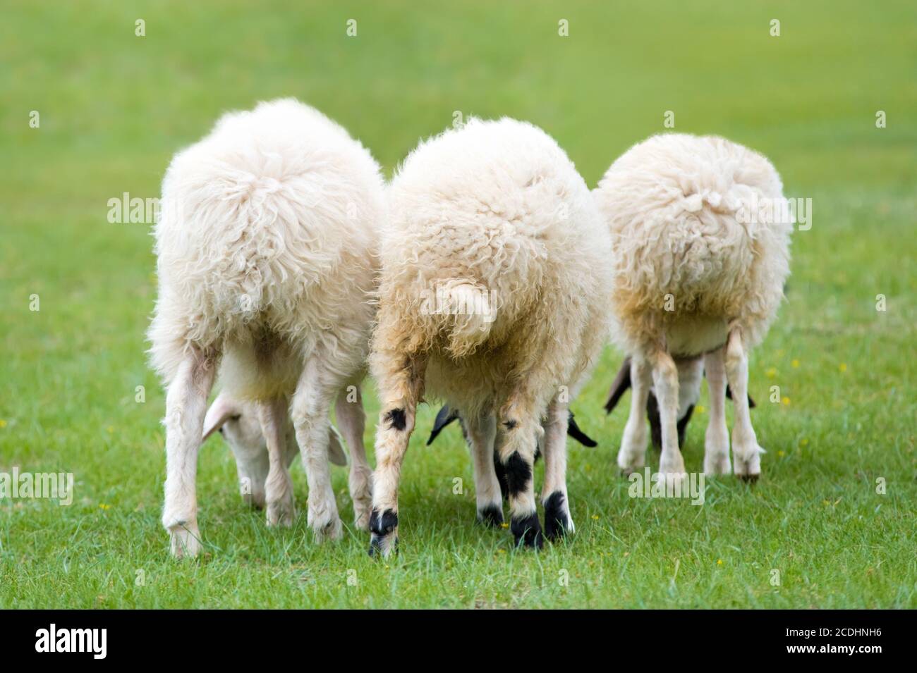 Sheep lamb with tail hi-res stock photography and images - Alamy