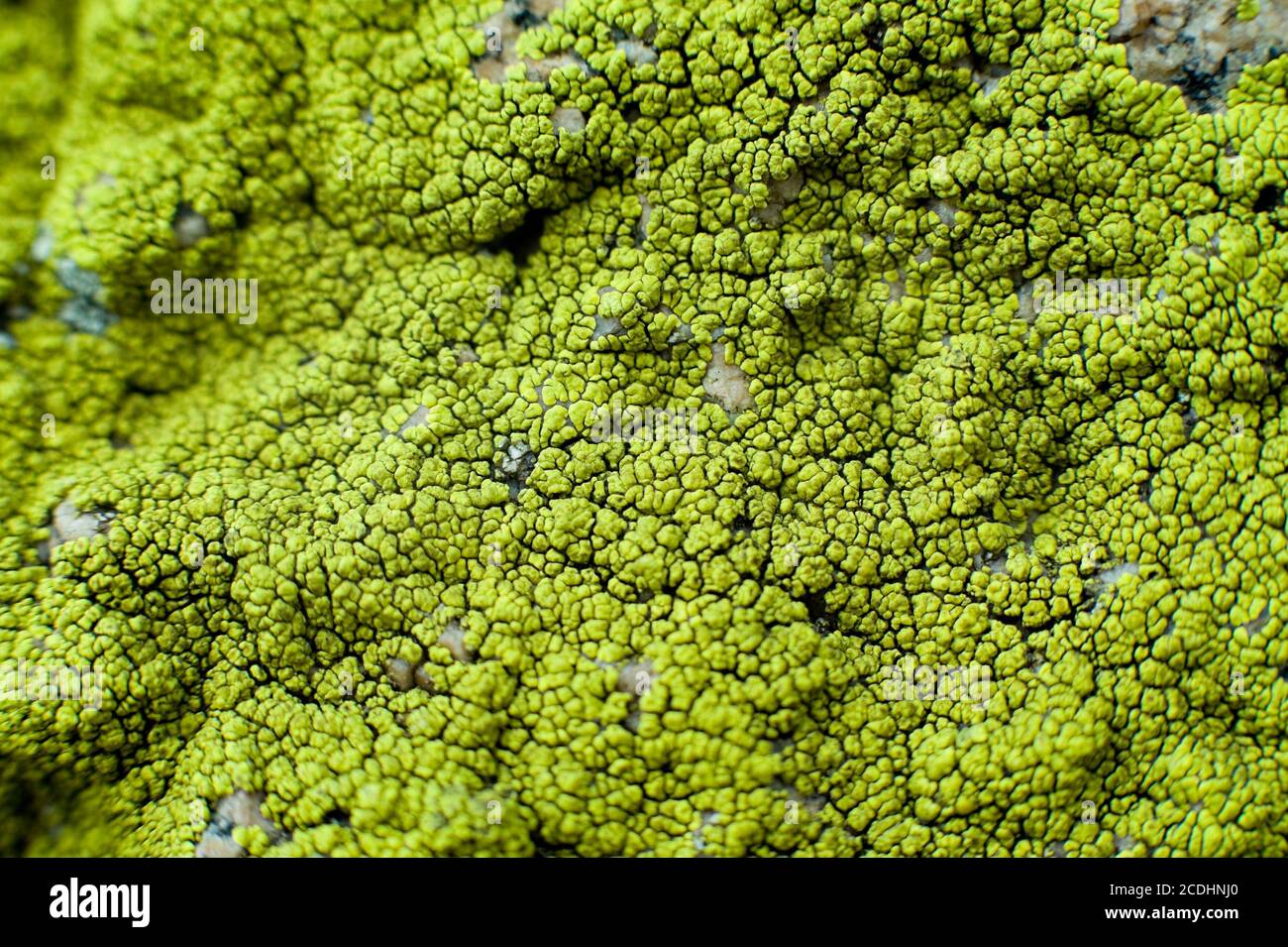 Lichen field hi-res stock photography and images - Alamy