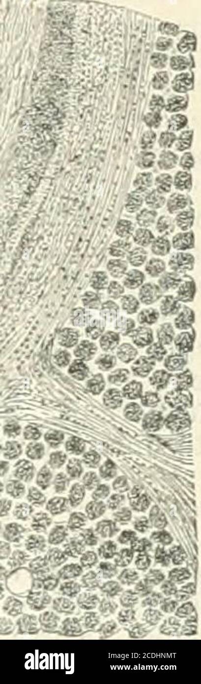 . A Reference handbook of the medical sciences embracing the entire ...