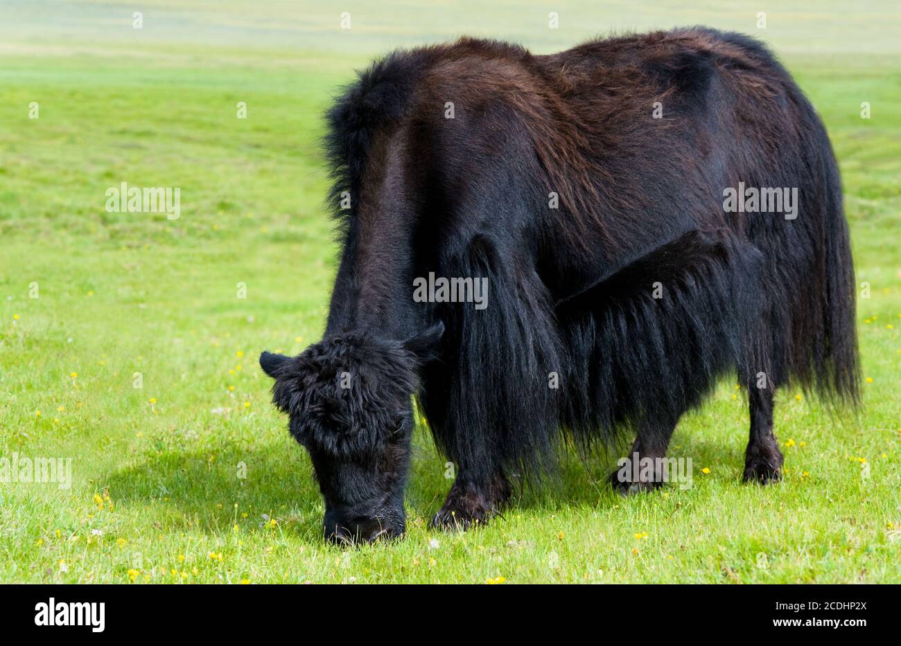 Yak farming hi-res stock photography and images - Alamy