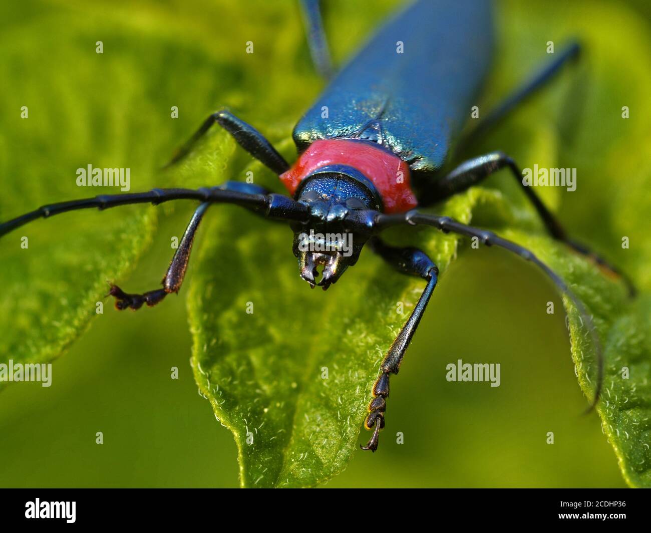 The Brilliant blue bug on green background Stock Photo - Alamy