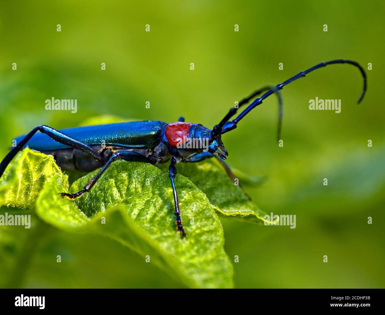 The Brilliant blue bug on green background Stock Photo - Alamy