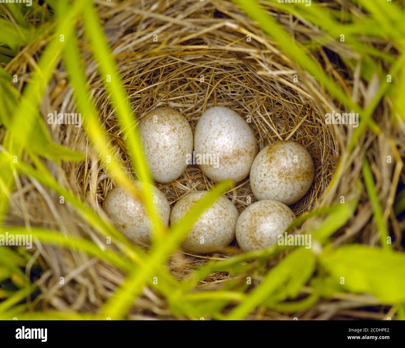 Jack birds with eggs Stock Photo - Alamy