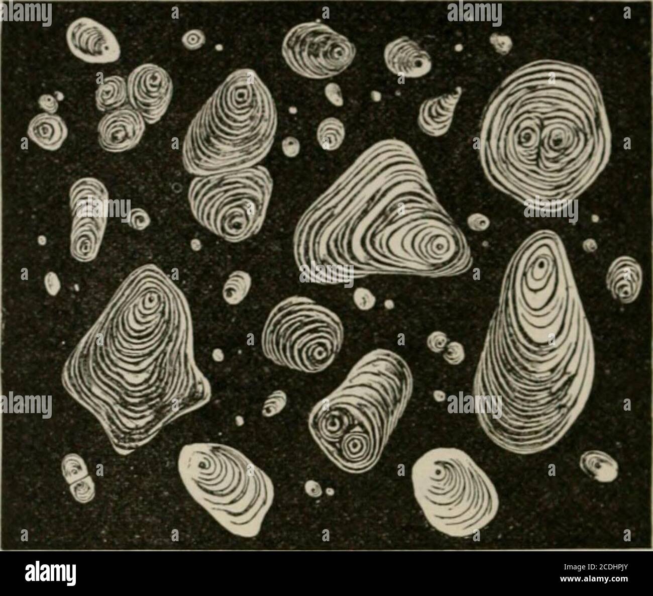 . The microscopy of vegetable foods, with special reference to the ...