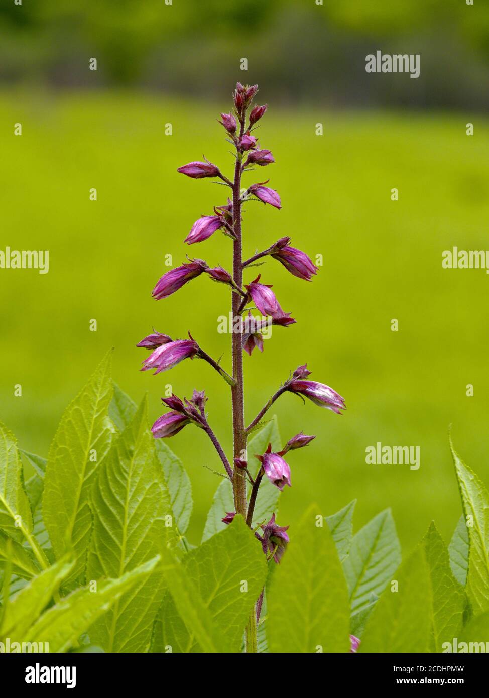 Lilac colour hi-res stock photography and images - Alamy
