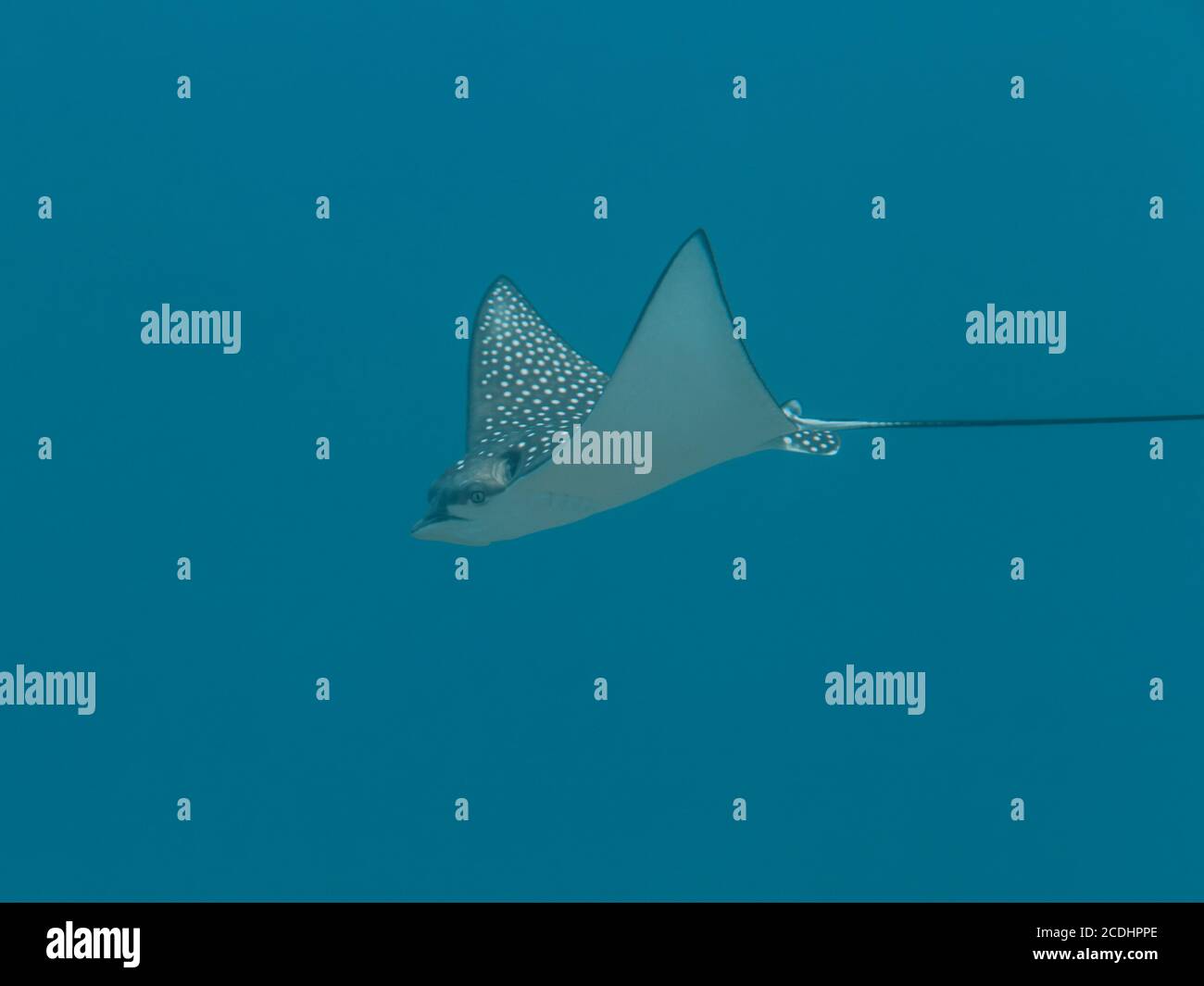 Spotted eagle ray coral reef hi-res stock photography and images - Alamy