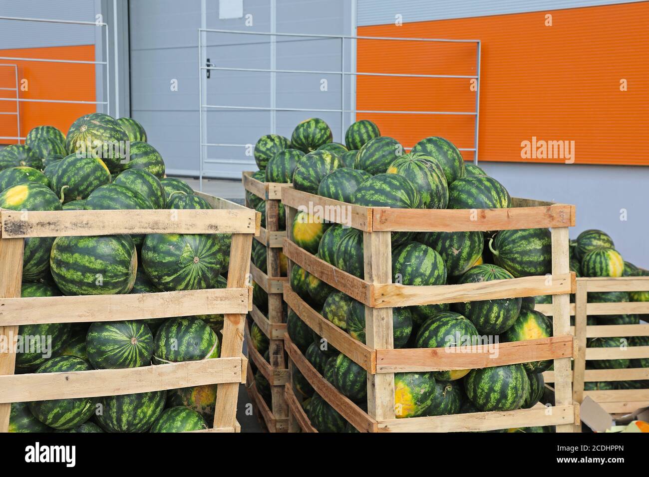 Big Watermelons in Crates at Wholesale Warehouse Stock Photo - Alamy