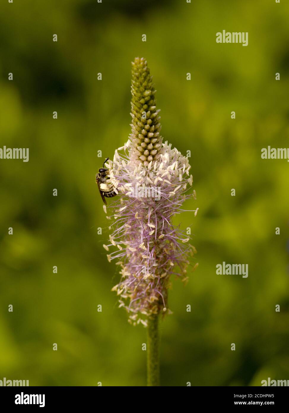 Lilac colour hi-res stock photography and images - Alamy