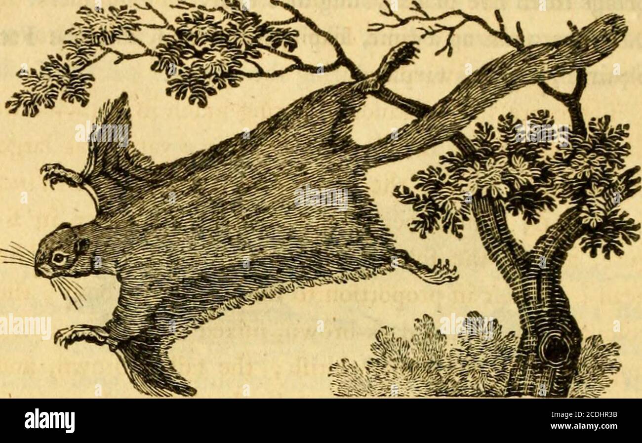 Dormouse fruit hi-res stock photography and images - Alamy