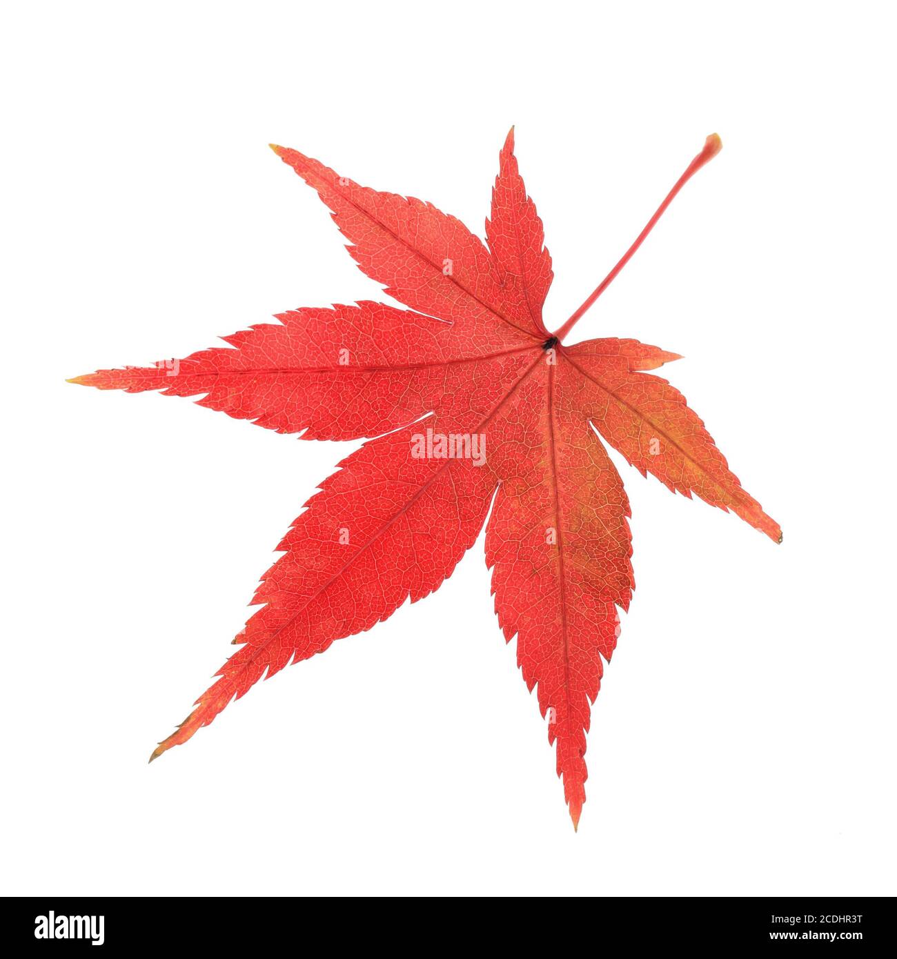 a maple leaf Stock Photo - Alamy