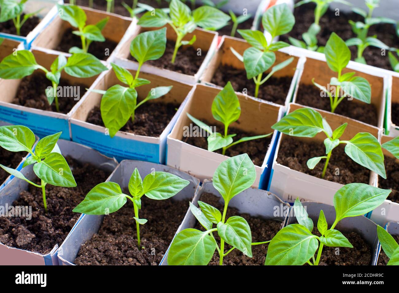 bell pepper seedlings Stock Photo - Alamy