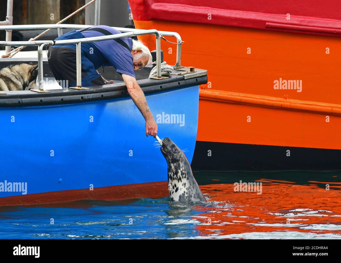 Brixham Harbour, Devon. 28th August 2020. UK Bank holiday weekend ...