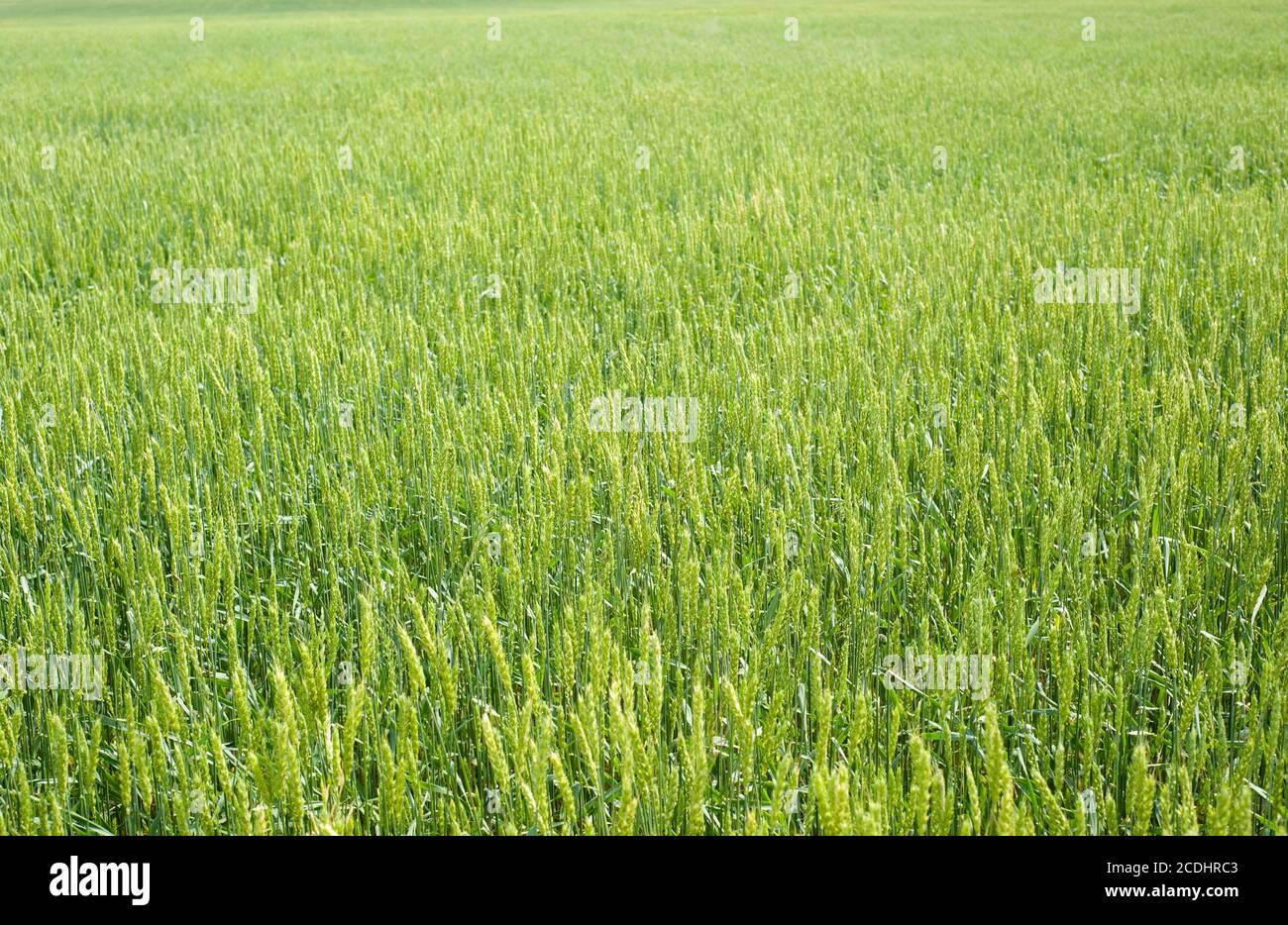 wheat field background Stock Photo - Alamy