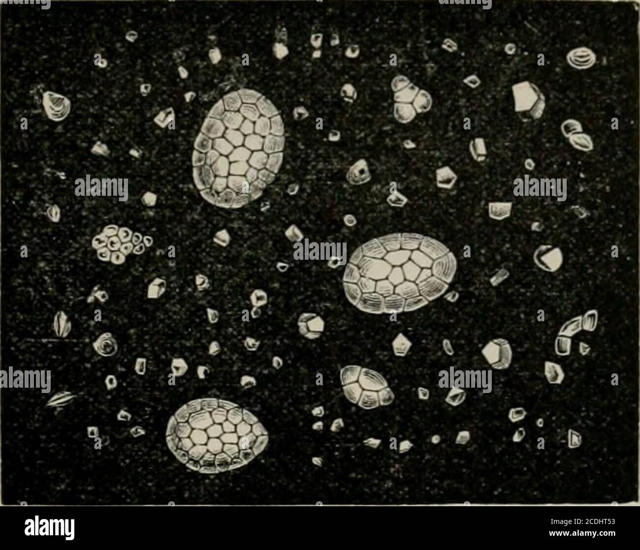 Microscopic powder hi-res stock photography and images - Alamy