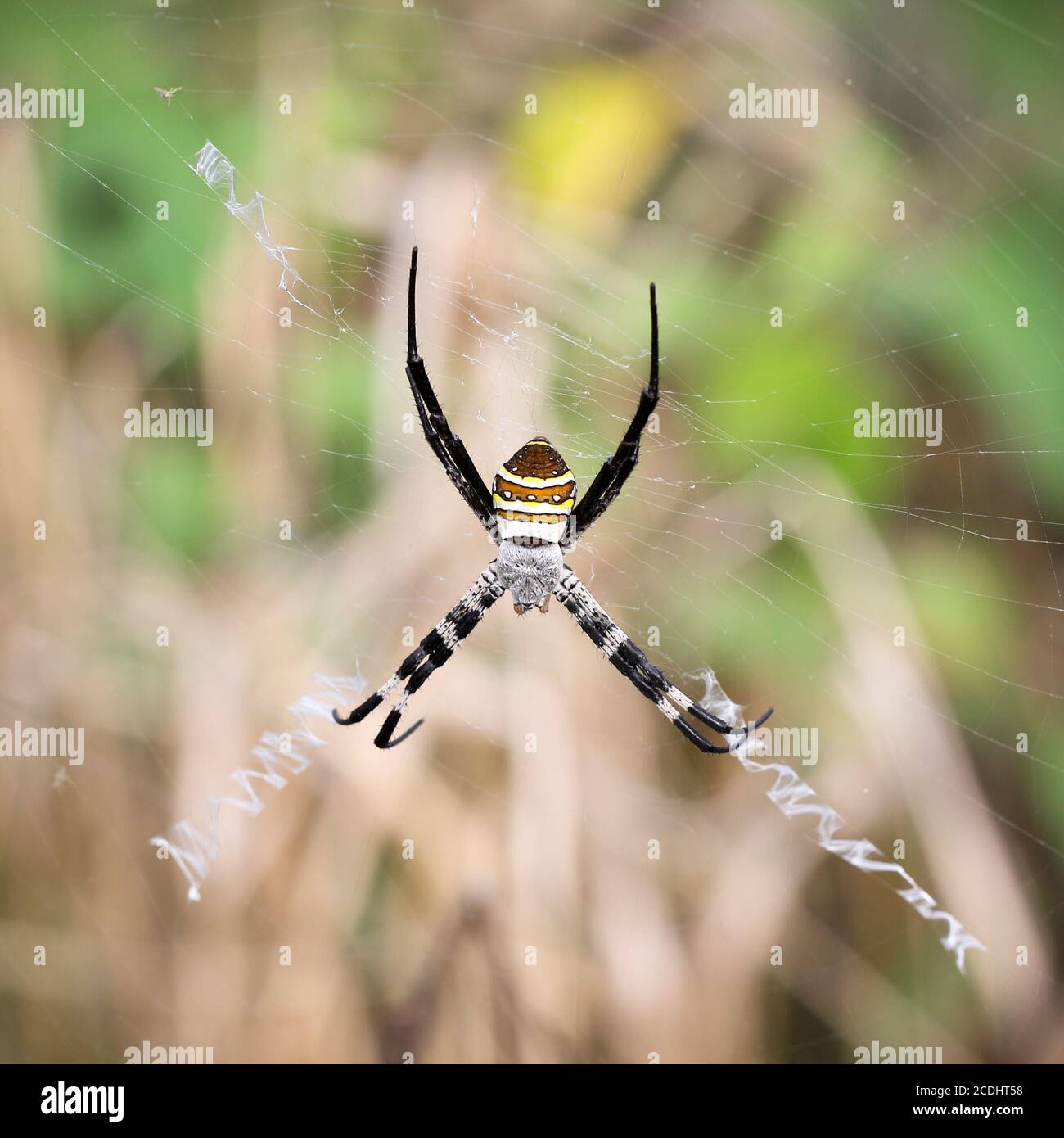 Large banana spider hi-res stock photography and images - Alamy