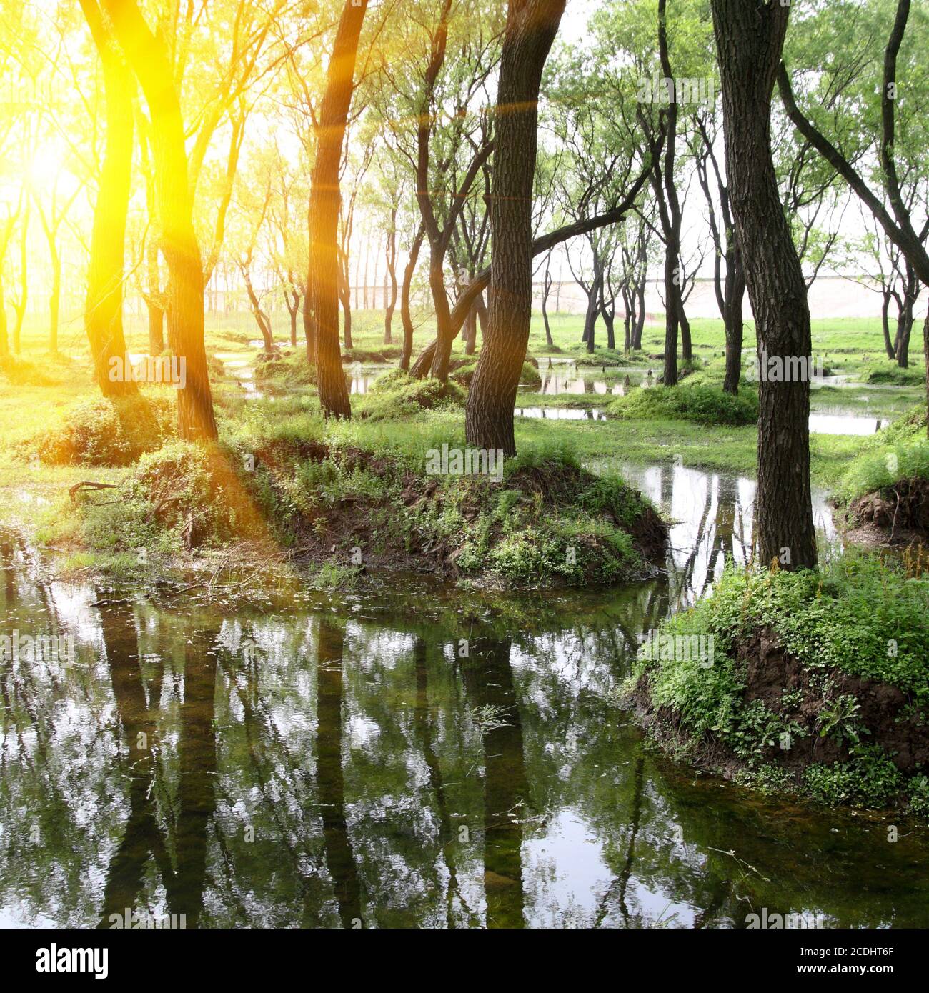 Water poplar forest hi-res stock photography and images - Alamy