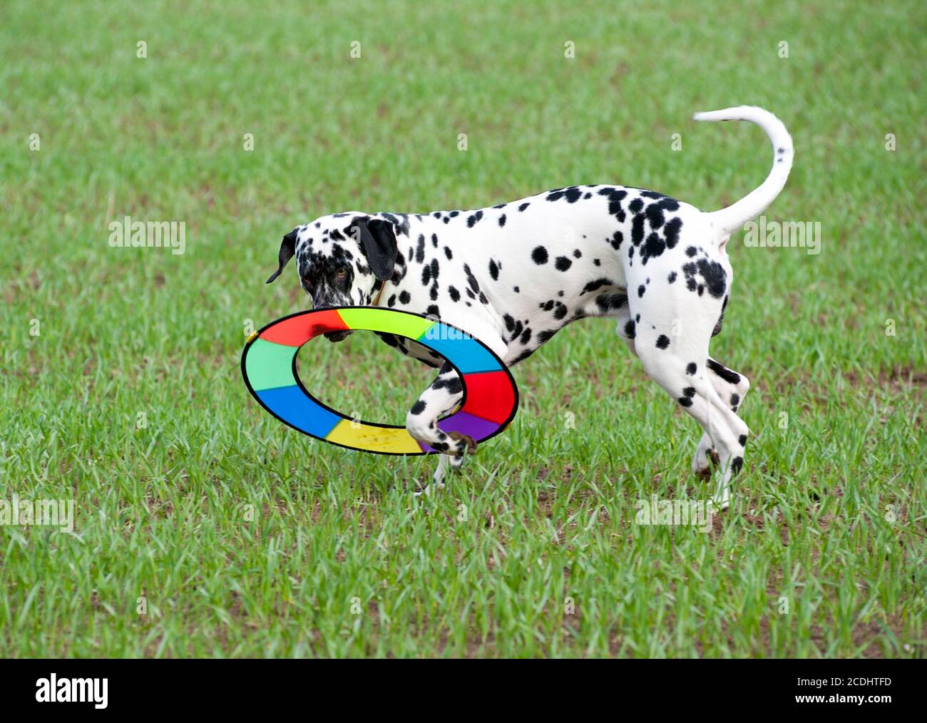 Dalmatian hi-res stock photography and images - Alamy