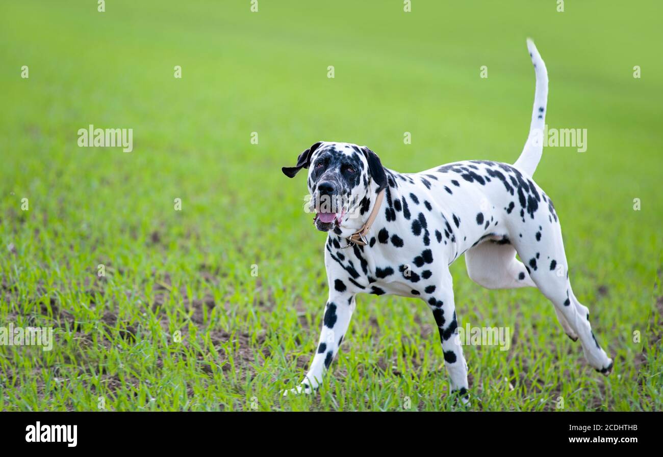 Dalmatian hi-res stock photography and images - Alamy