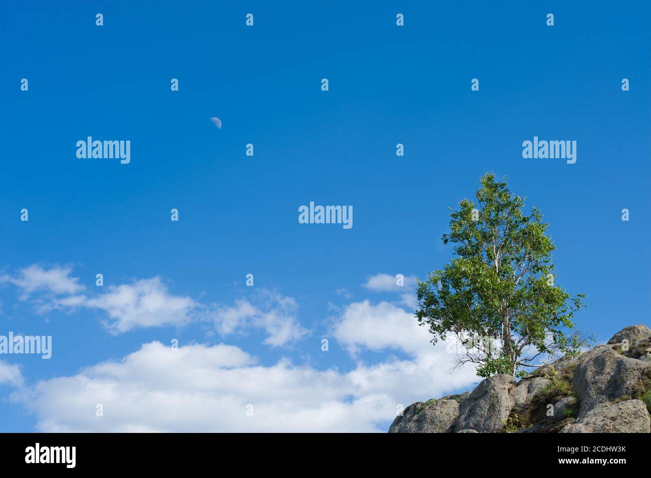 tree on rock Stock Photo - Alamy