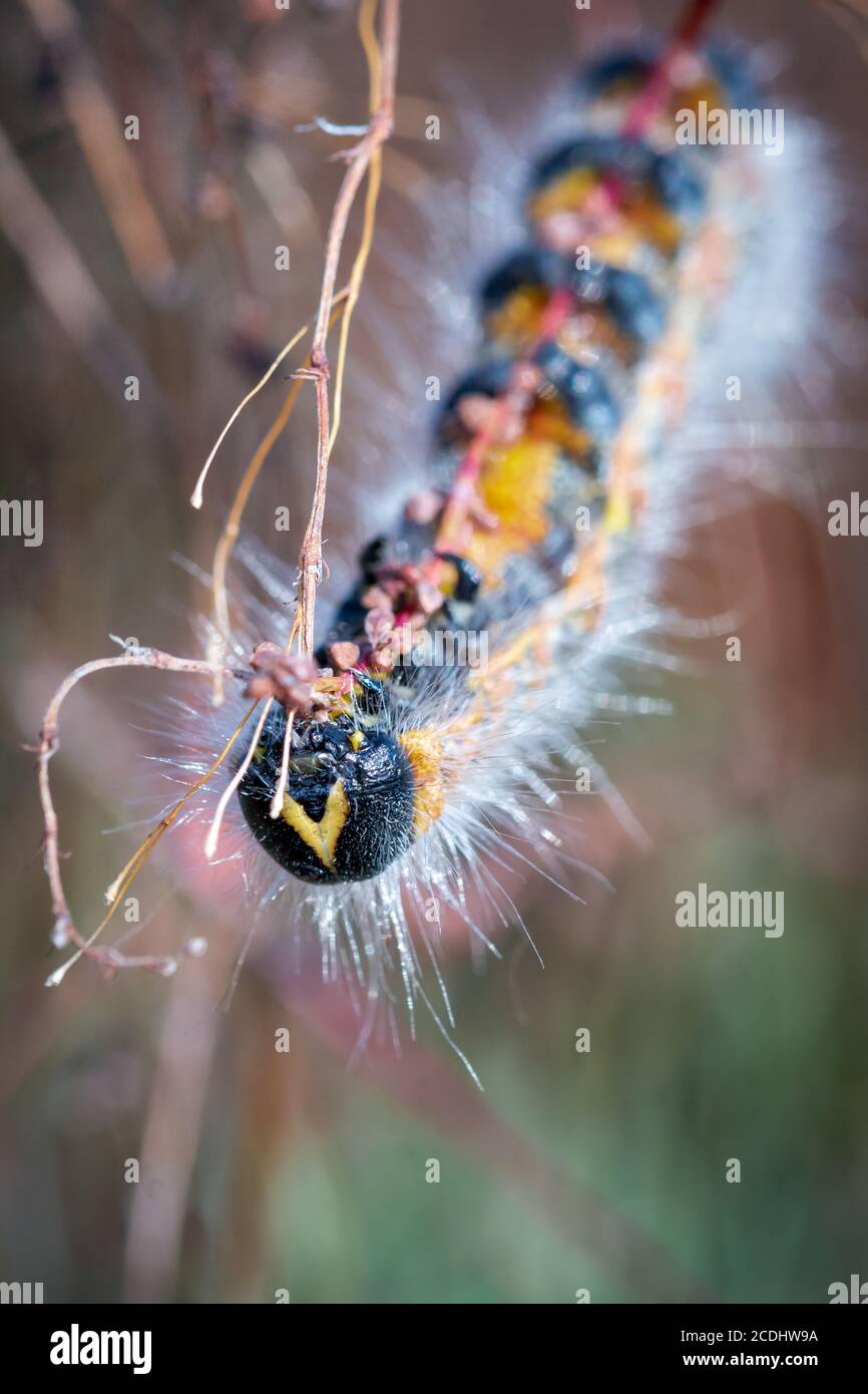 Buff tip caterpillar crawling hi-res stock photography and images - Alamy