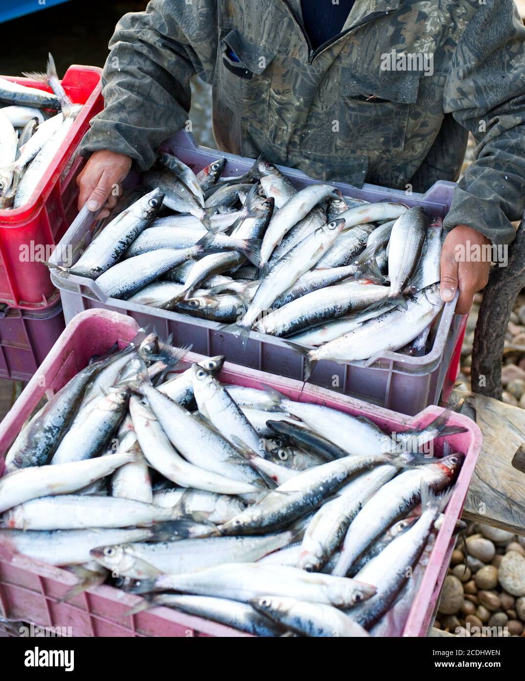 boxes with fish Stock Photo - Alamy