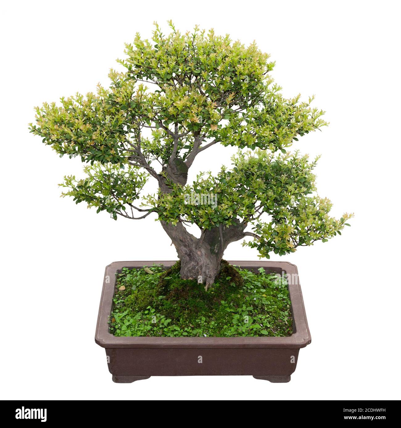 green bonsai tree Stock Photo - Alamy