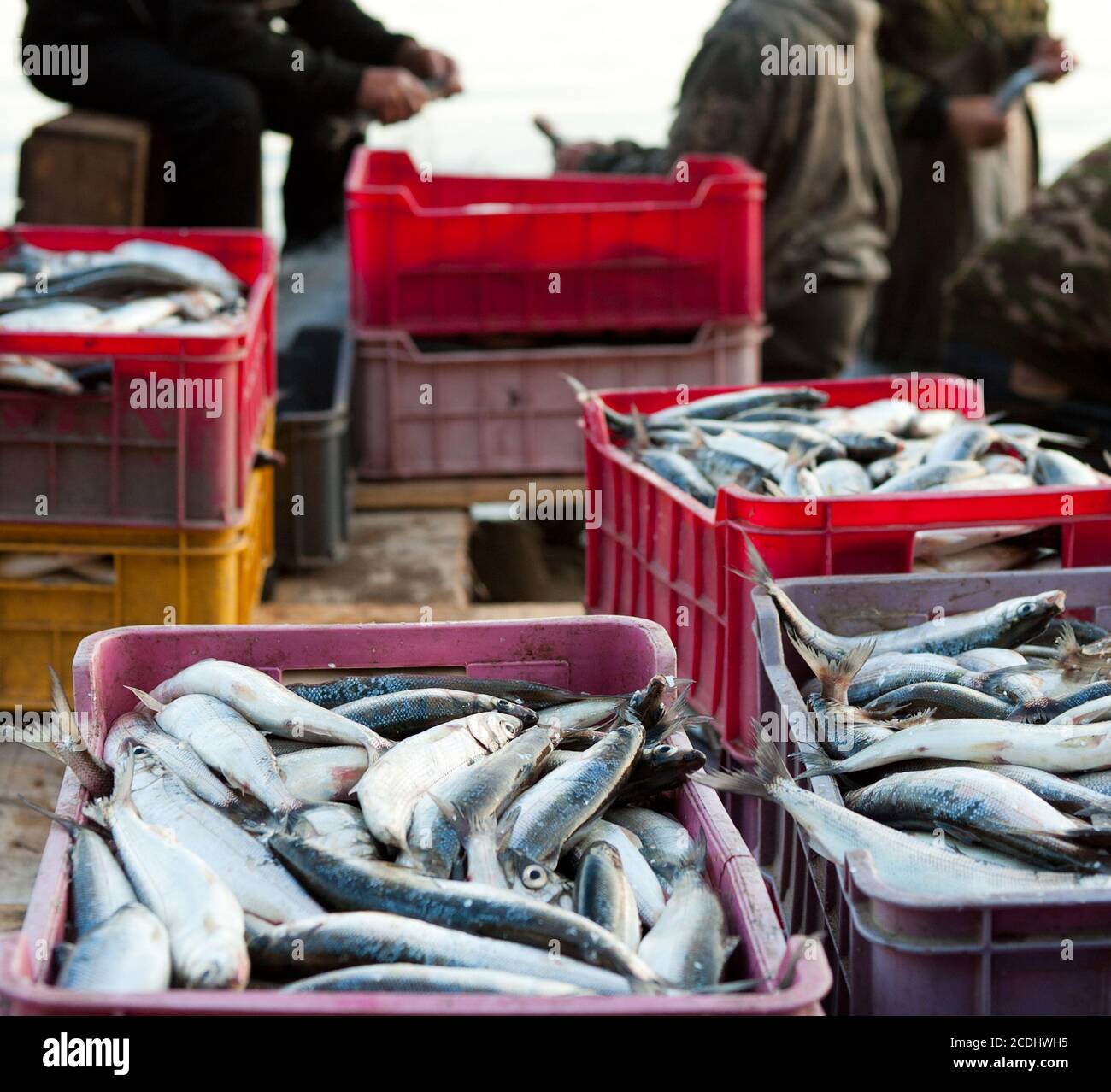 Good fish hi-res stock photography and images - Alamy