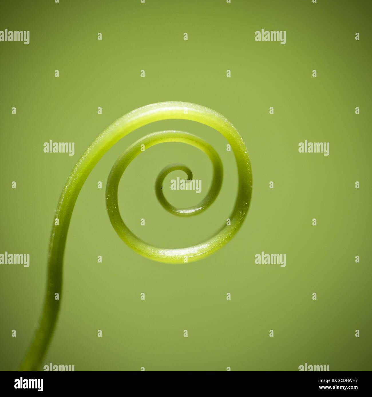 curly vine of plant Stock Photo - Alamy