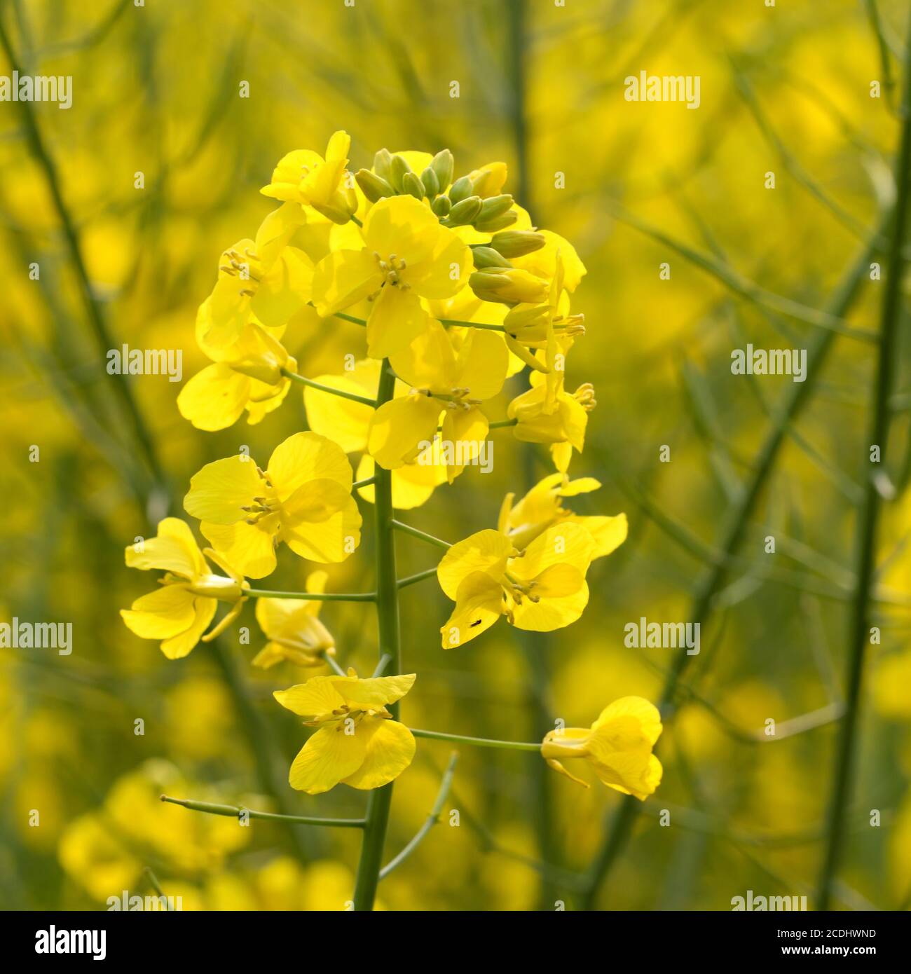 Rapeseed hi-res stock photography and images - Alamy