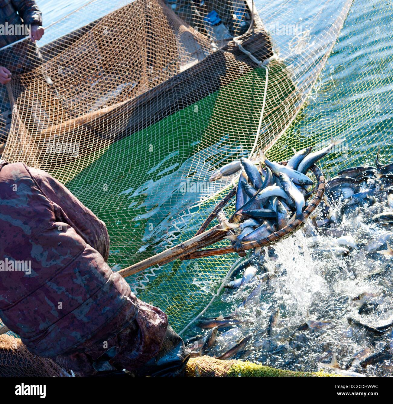 Dragnet fishing hi-res stock photography and images - Alamy