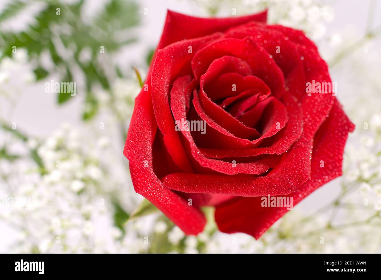 red rose, macro Stock Photo - Alamy