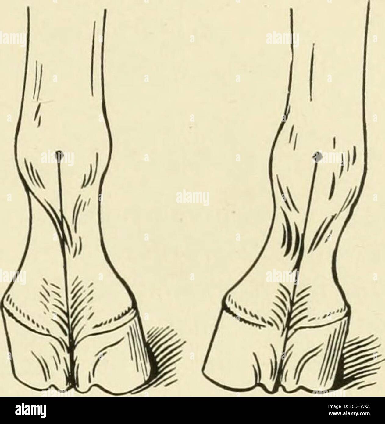 . A text-book of horseshoeing, for horseshoers and veterinarians . A ...