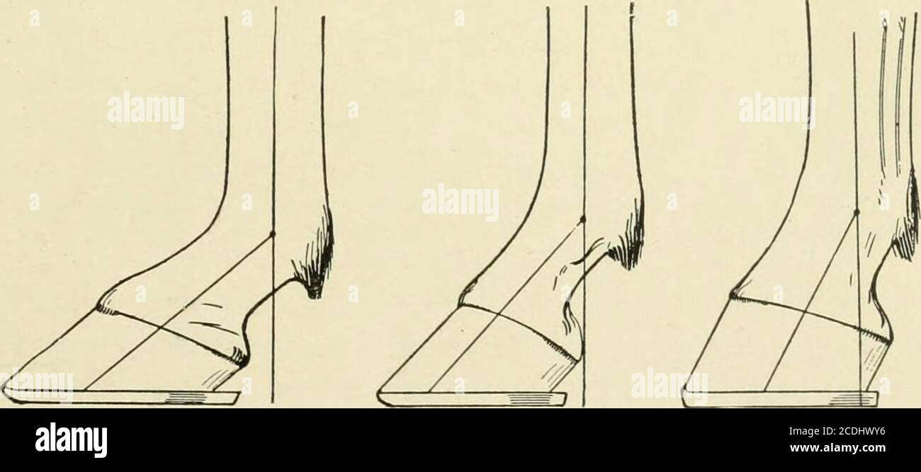 . A text-book of horseshoeing, for horseshoers and veterinarians . A ...