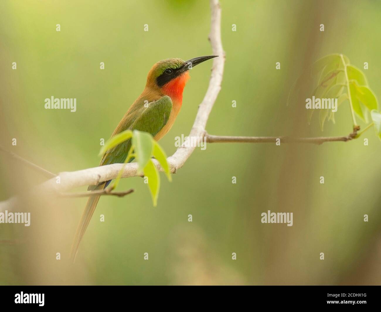 Red-throated bee-eater in full glory Stock Photo - Alamy