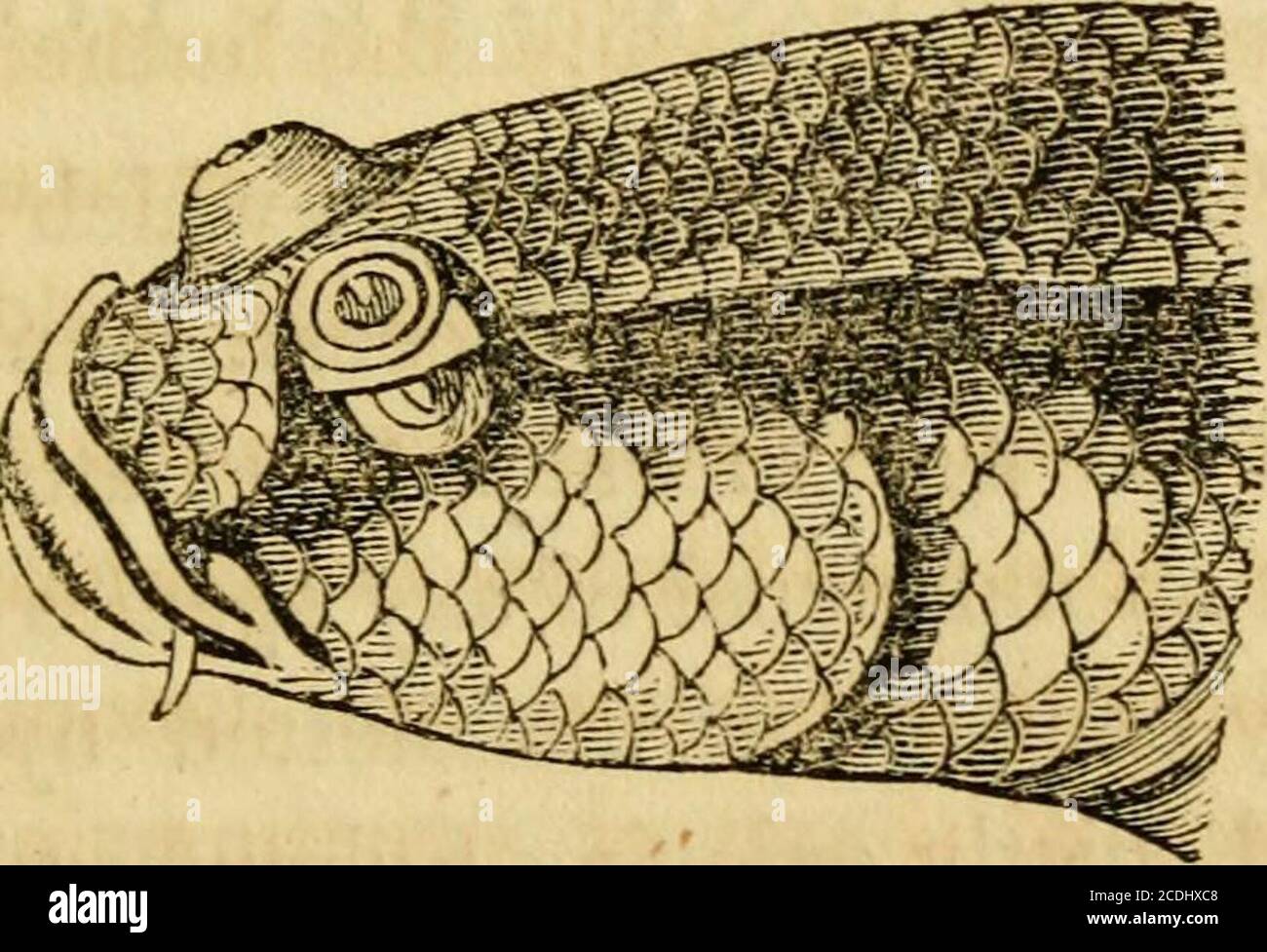 Anableps structure hi-res stock photography and images - Alamy